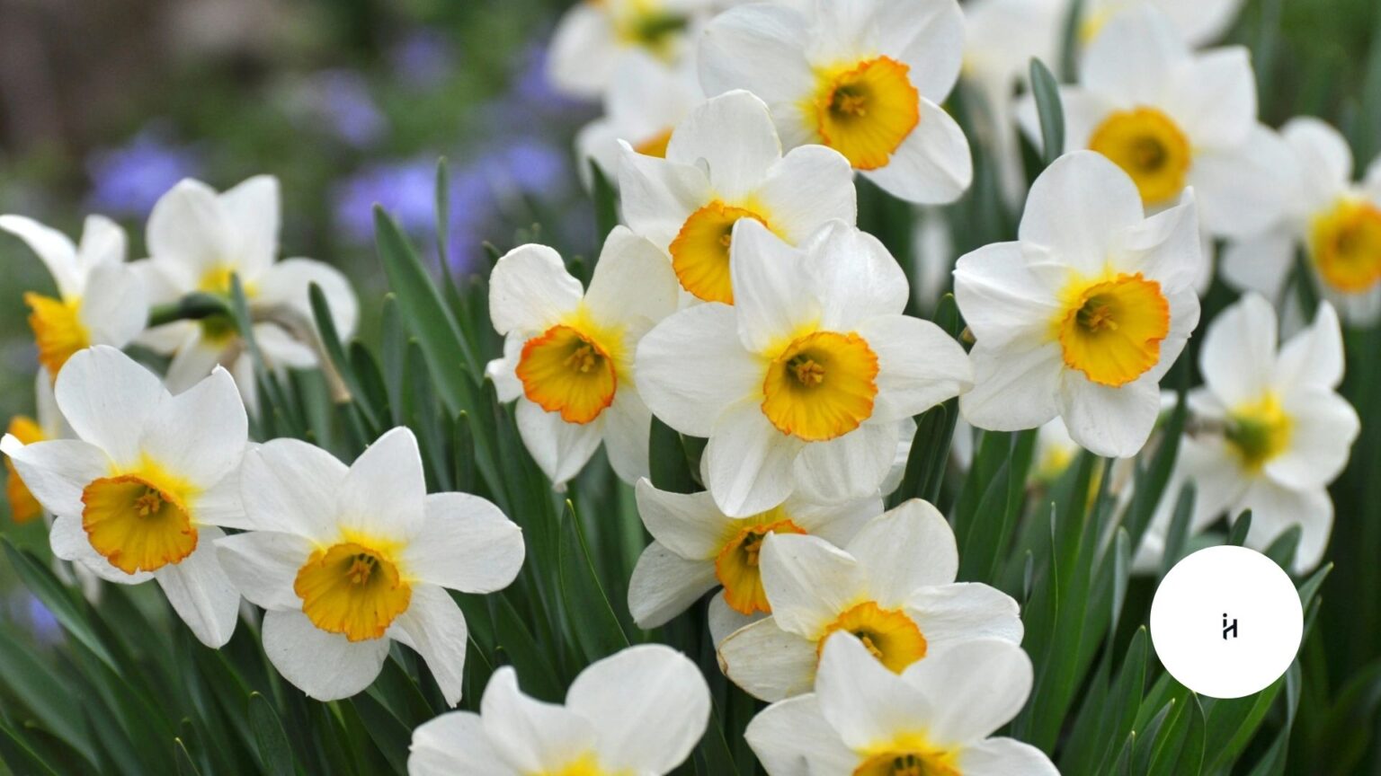 Narcissus: The Myth, Symbol, and Modern Meaning - imaginaryhistory.com