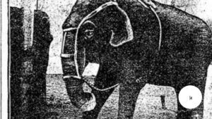 Elephant Edison: The Shocking Tale of Topsy the Elephant ...