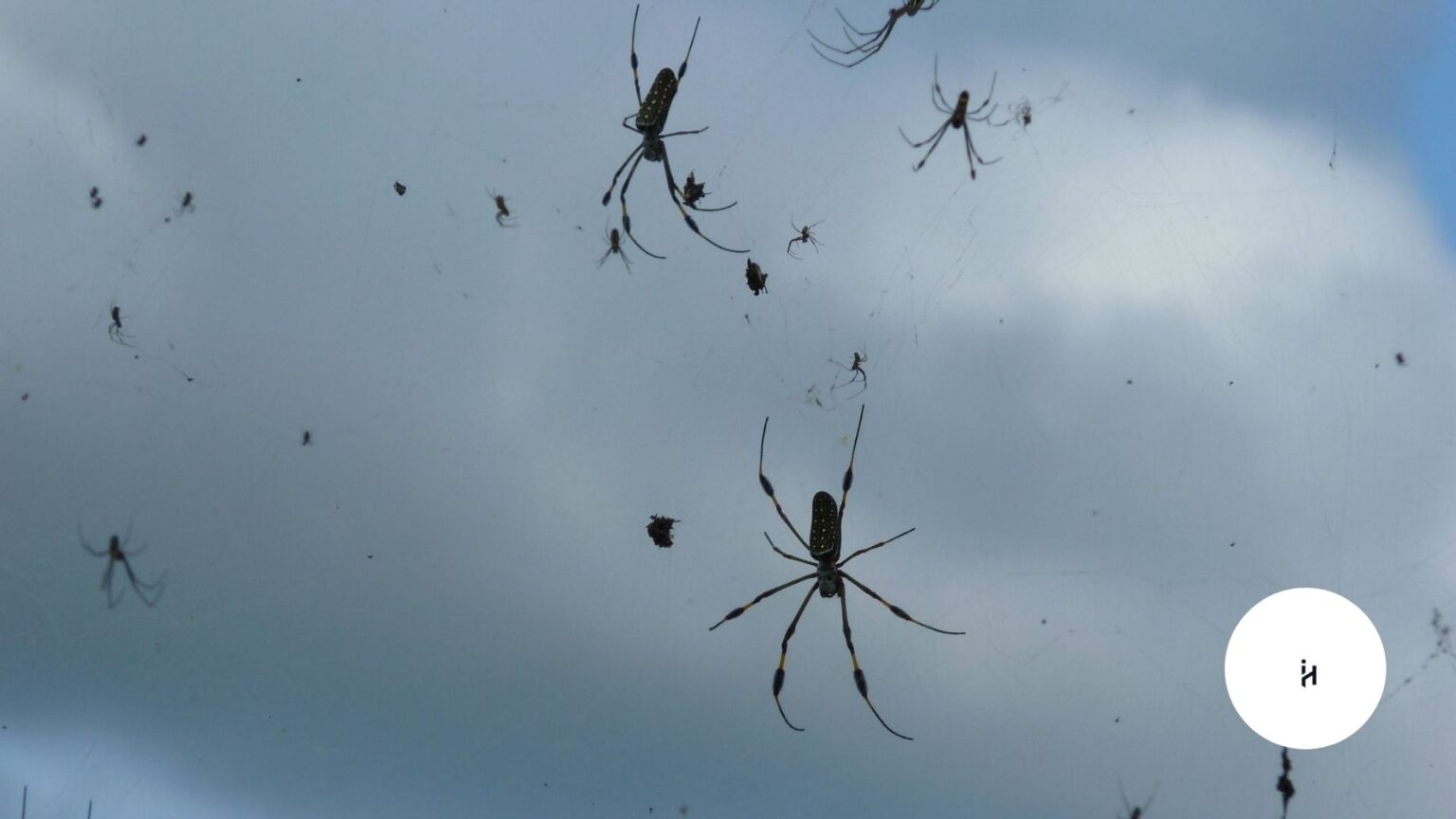 Spider Rain Mystery: Spiders Falling from the Sky - imaginaryhistory.com