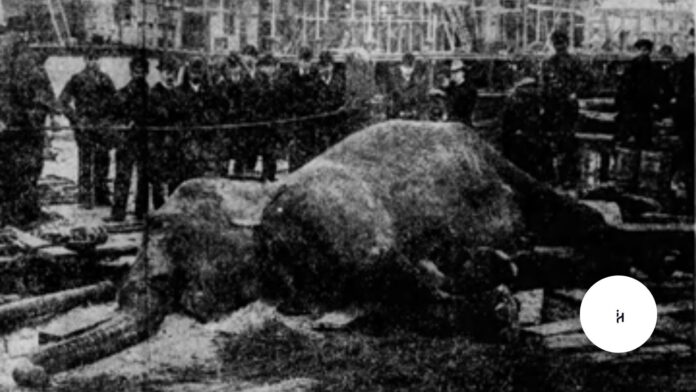 Elephant Edison: The Shocking Tale of Topsy the Elephant ...