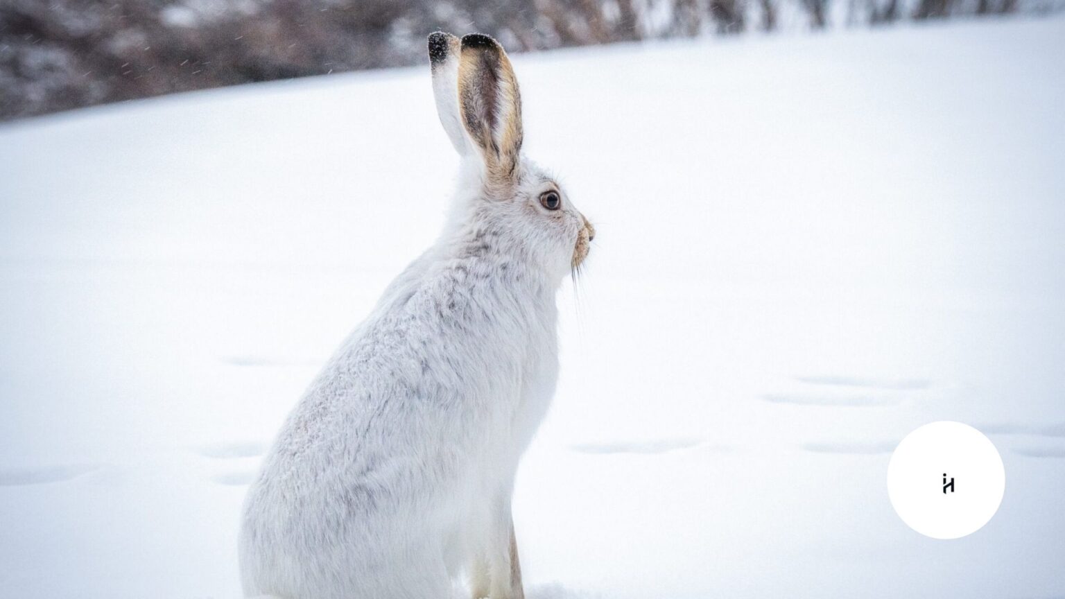 Snow Bunny Definition Explained in Detail - imaginaryhistory.com